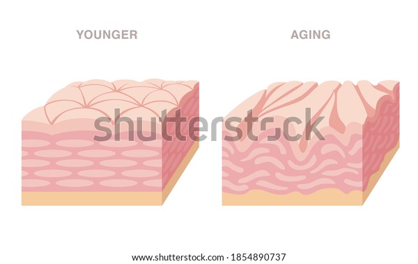 Skin Cross Section Younger Aging Smooth Stock Vector (Royalty Free ...