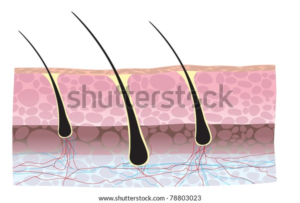 skin hair layer illustration vector
