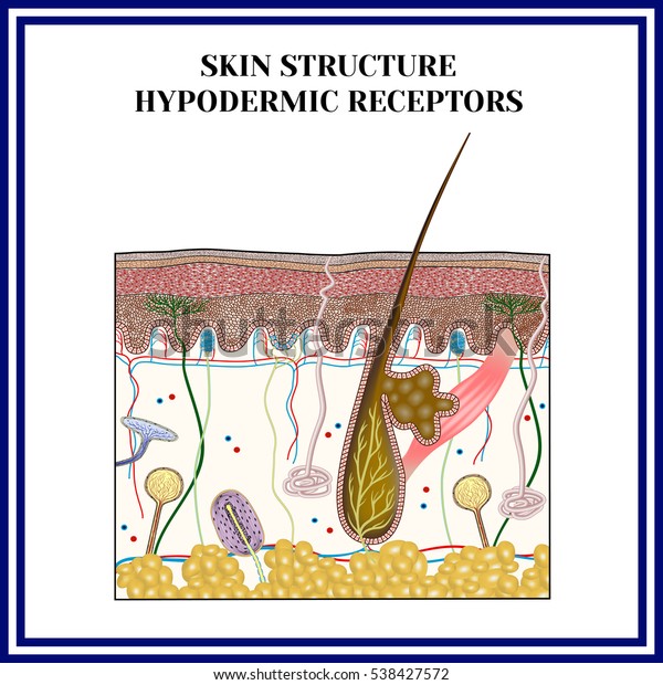 Skin Structure Hypodermic Receptors Meissner Corpuscle Stock Vector ...