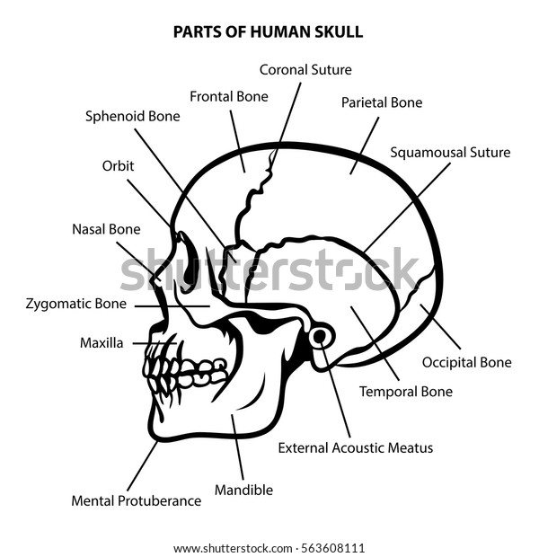 Skull Anatomy Outline Vector Stock Vector (Royalty Free) 563608111