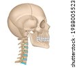 Human Skeleton Photos and Images | Shutterstock