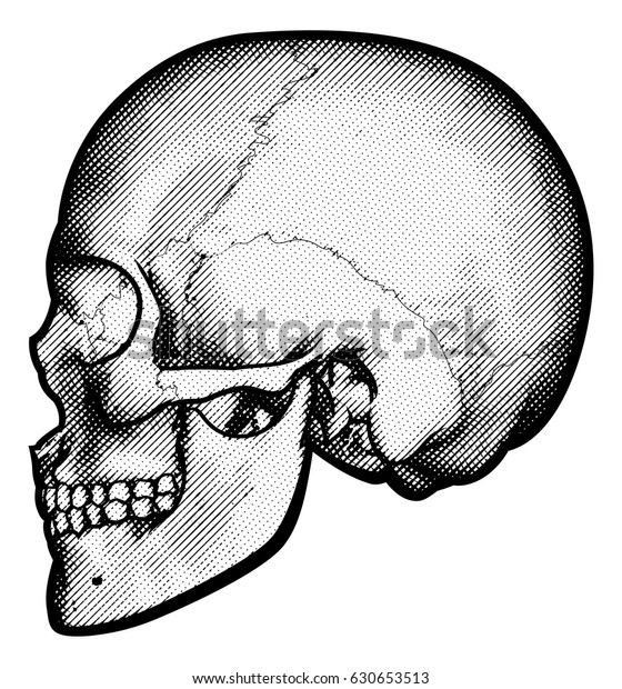 Stock vektor „Skull Profile Side View Drawing Vintage“ (bez autorských ...