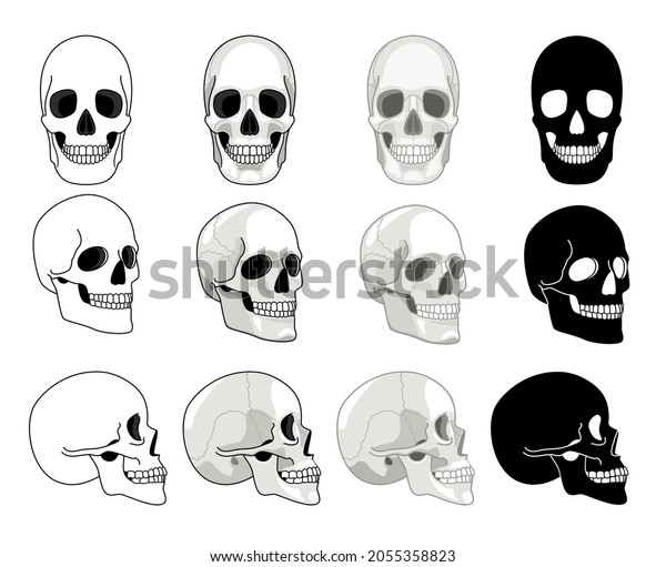Skull Sides Front Side Views Drawn Stock Vector (Royalty Free ...