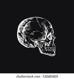 Skull Vector Hand Drawn Illustration Stock Vector (Royalty Free ...