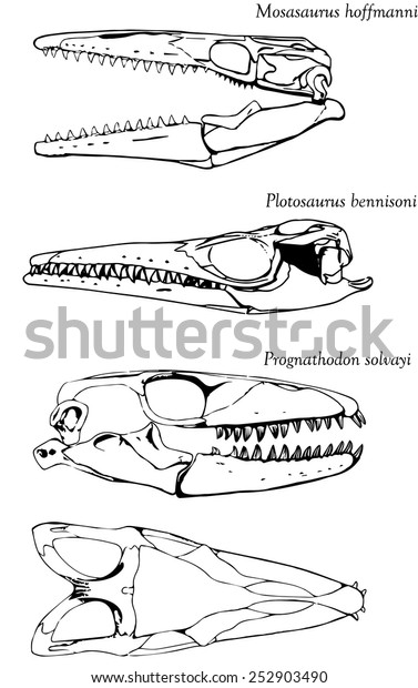 Skulls Three Different Mosasaurs Set Stock Vector (Royalty Free) 252903490