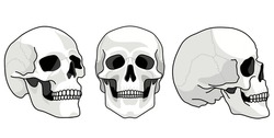 Halloween Skull Profile Free Stock Photo - Public Domain Pictures