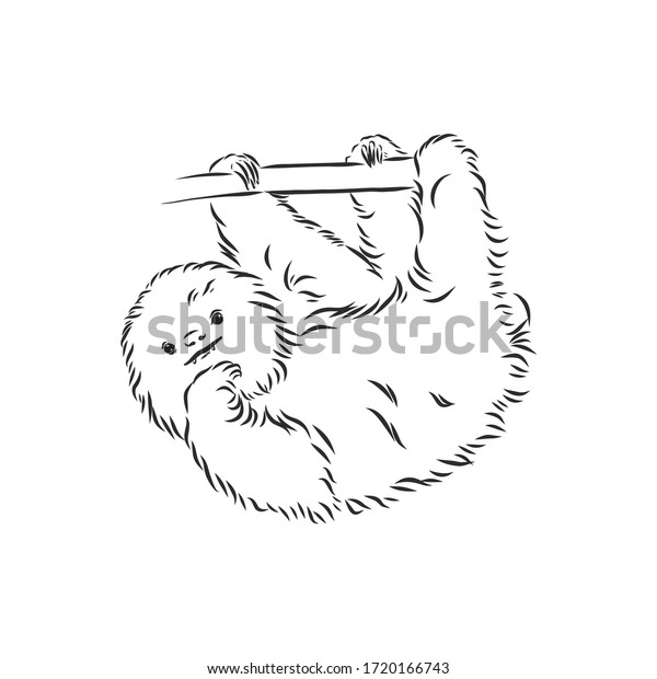 Sloth Outline Illustration Sloth Vector Sketch: เวกเตอร์สต็อก (ปลอดค่า ...
