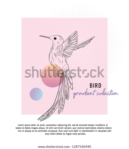 Small colibri vector illustration with typography. Digital art with ...
