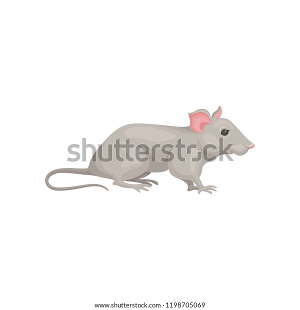 Small Domestic Mouse Side View Cute Stock Vector (Royalty Free) 1198705069