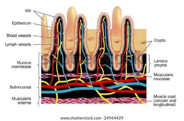 Small Intestinal Villi Labeled Stock Vector (Royalty Free) 24964429