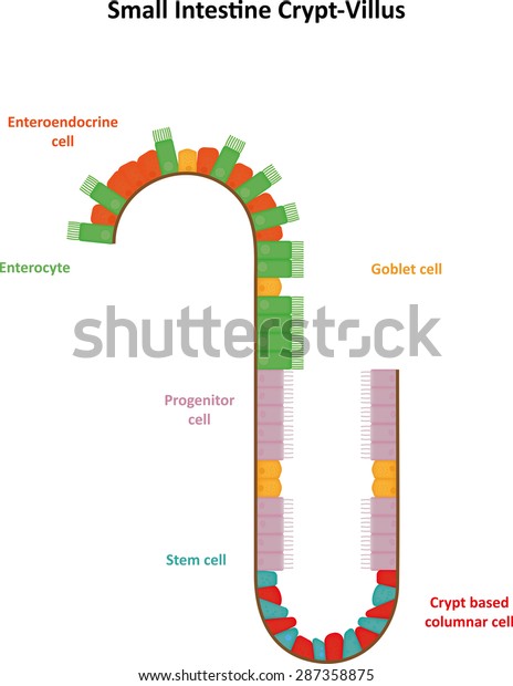 Small Intestine Crypt Villus Labelled Diagram : image vectorielle de ...