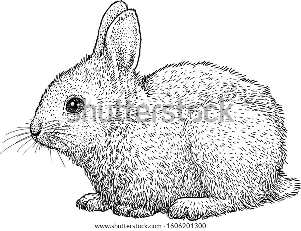 Small Rabbit Illustration Drawing Engraving Ink Stock Vector (Royalty ...