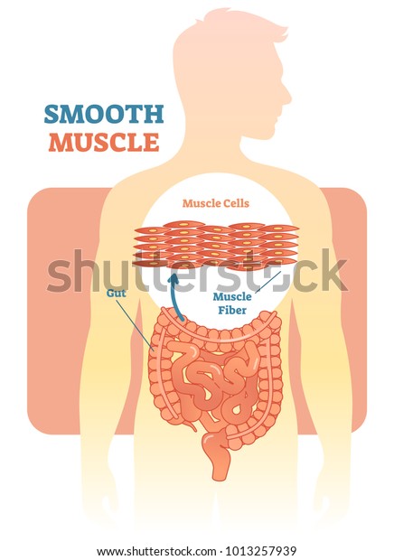 Smooth Muscle Vector Illustration Diagram Anatomical Stock Vector ...