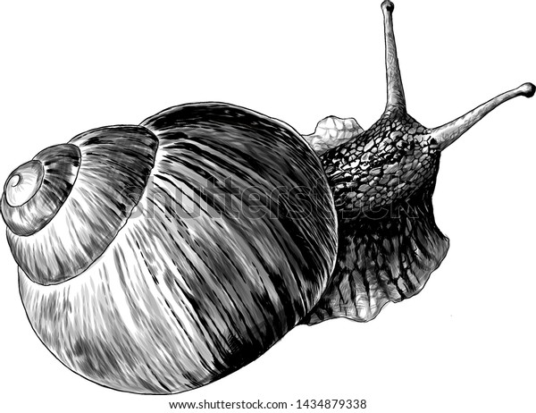 Snail Crawling Top View Sketch Vector Stock Vector (Royalty Free ...
