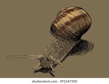 Snail Hand Sketch Vector Stock Vector (Royalty Free) 391247350 ...