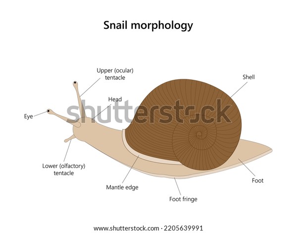 Snail Morphology Vector Illustration Isolated On Stock Vector (Royalty ...