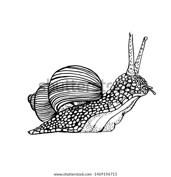 Snail Vector Illustration Hand Drawing Isolated: เวกเตอร์สต็อก (ปลอดค่า ...