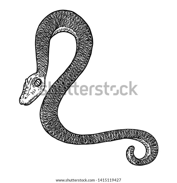 Snake Drawing Illustration Black Serpent Isolated: เวกเตอร์สต็อก (ปลอด ...
