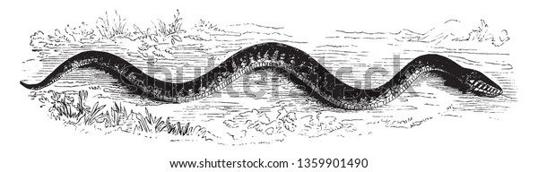 Snake Slithering Snake Slithering On Ground Stock Vector (Royalty Free ...