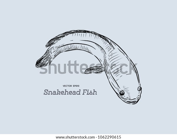 Snakehead Fish Hand Draw Sketch Vector Stock Vector (Royalty Free ...