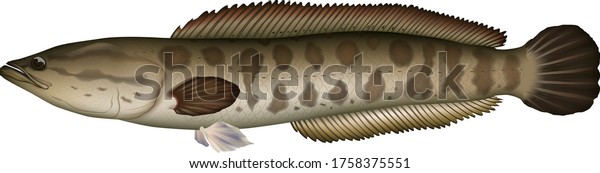 Snakehead Realistic Illustration Vector Eps Format Stock Vector ...