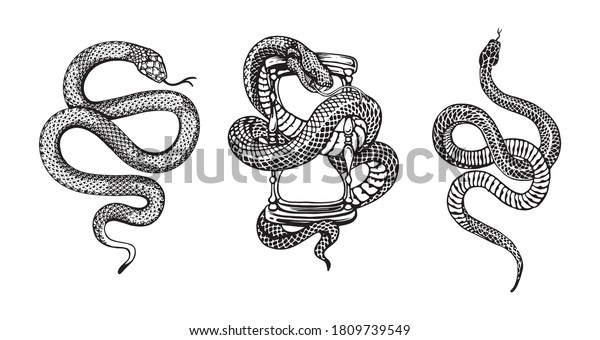 Snakes Illustrations Vector Design Elements Designers Stock Vector ...