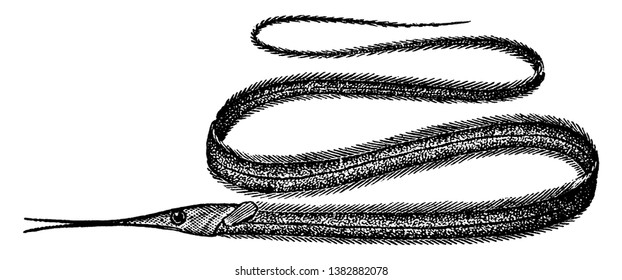 71 Snipe fish Images, Stock Photos & Vectors | Shutterstock