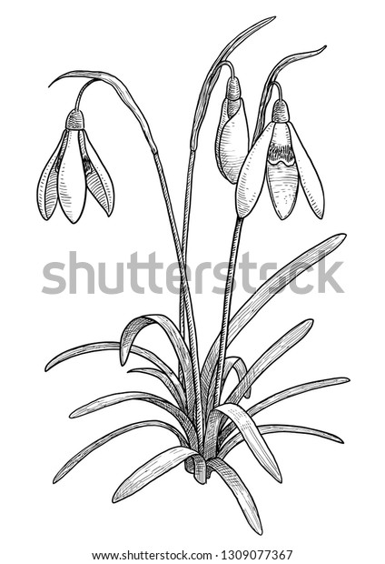 Snowdrop Illustration Drawing Engraving Ink Line Stock Vector (Royalty ...
