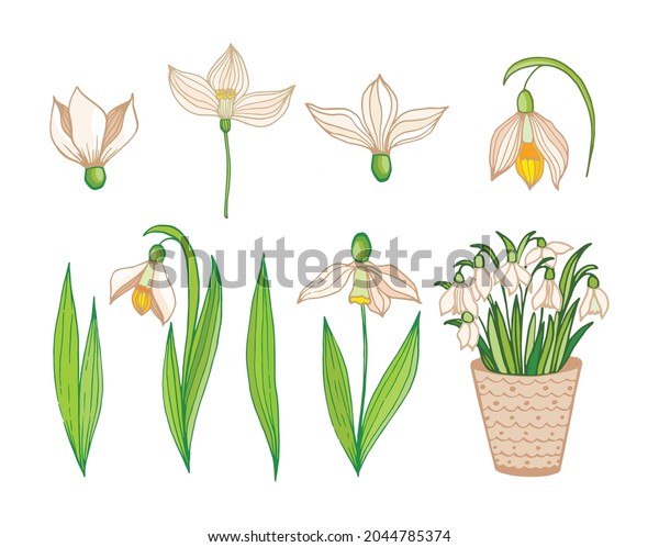 Snowdrop Set Isolated On White Cartoon Stock Vector (Royalty Free ...