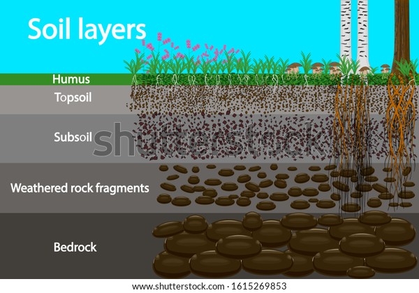 Soil Layers Diagram Layer Soil Soil: เวกเตอร์สต็อก (ปลอดค่าลิขสิทธิ์ ...
