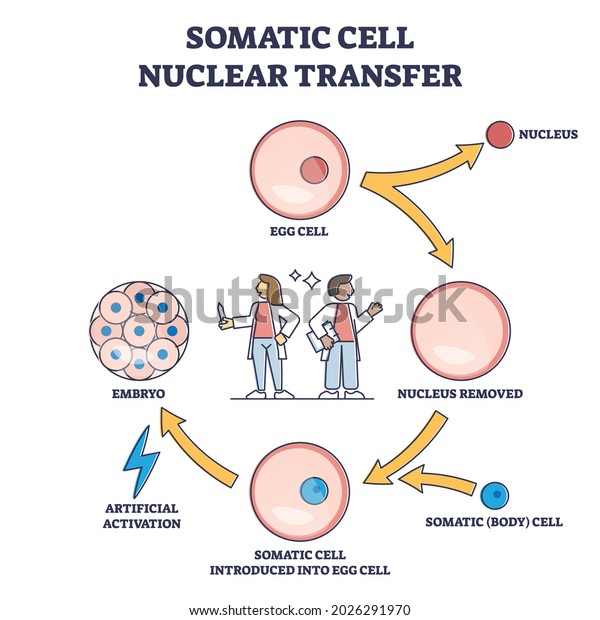 Somatic Cell Nuclear Transfer Genetic Change Stock Vector (Royalty Free ...