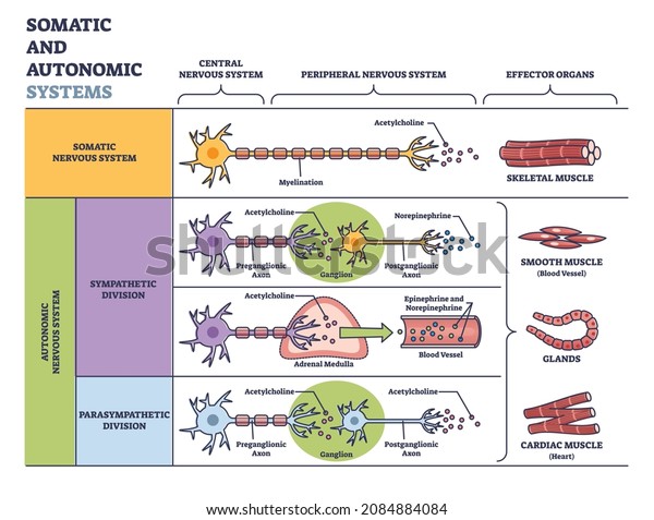 Somatic Vs Autonomic Nervous System Detailed Stock Vector (Royalty Free ...