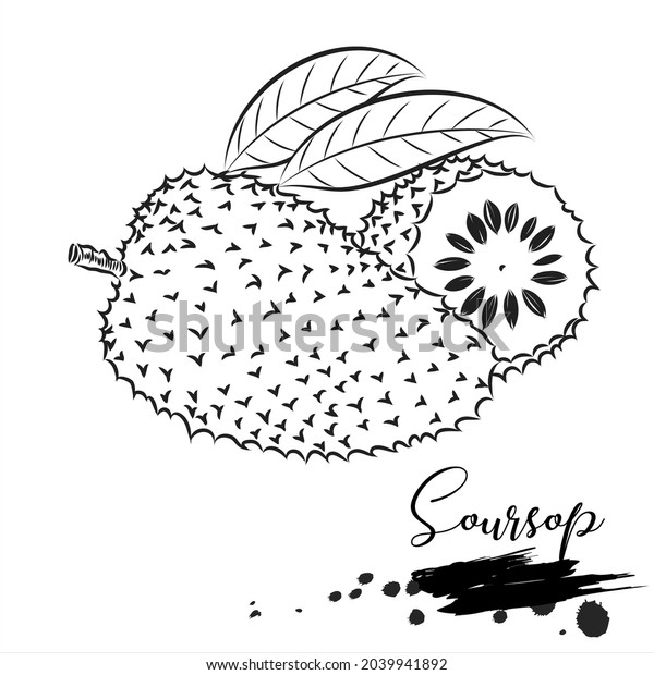 Soursop drawing : 584 images, photos et images vectorielles de stock ...