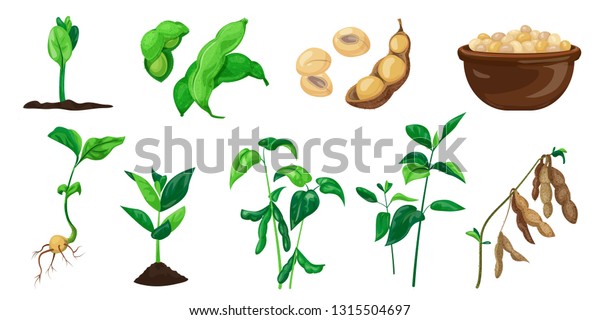 Soybean Icons Set Cartoon Set Soybean Stock Vector (Royalty Free ...