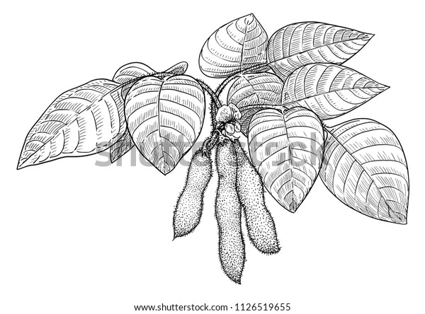 Soybean Illustration Drawing Engraving Ink Line Stock Vector (Royalty ...