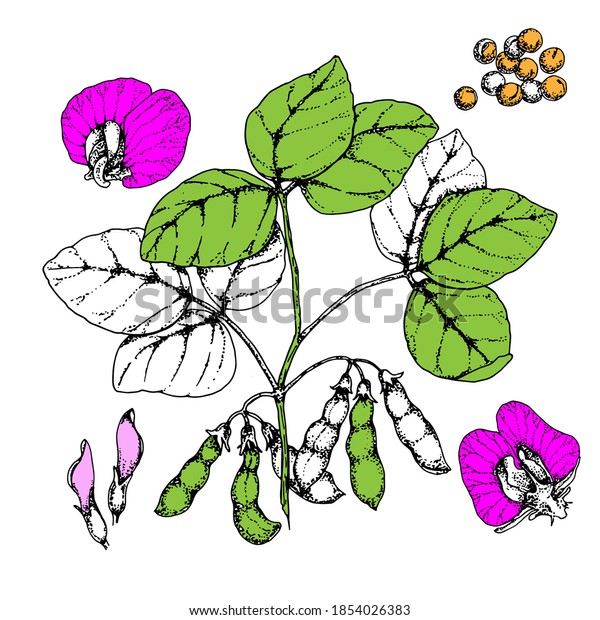 Soybean Sketch Vector Illustration Plants Bob Stock Vector (Royalty ...