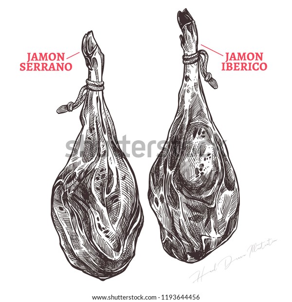 Spanish jamon iberico and serrano, hand drawn sketch illustration. Meat ...