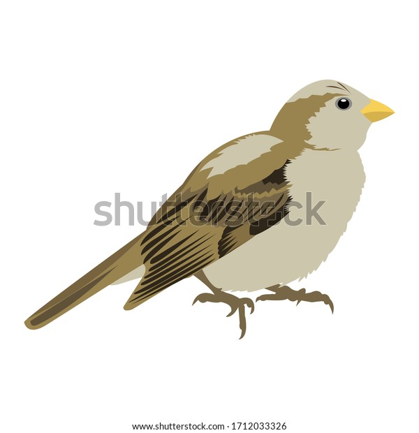 Sparrow Bird Vector Isolated On White Stock Vector (Royalty Free ...