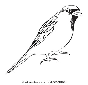 Sparrow Line Art Stock Vector (Royalty Free) 479668897 | Shutterstock