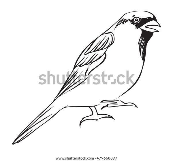 Sparrow Line Art Stock Vector (Royalty Free) 479668897