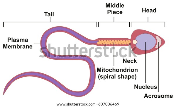 Sperm Cell of Human Body Anatomical Diagram with all parts including ...