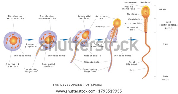 Développement Des Spermes. Espermatozoïde. Diagramme d'une : image ...