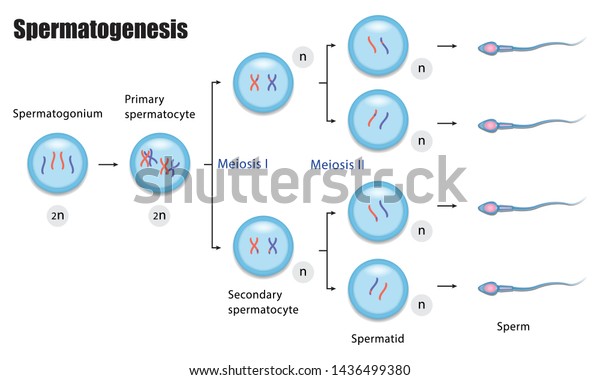 Spermatogenesis Diagram