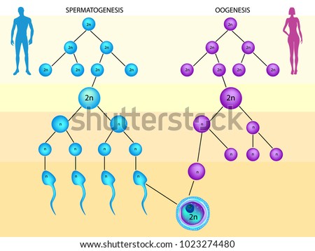 Spermatogenesis Oogenesis Various Stages Gametogenesis Vector de stock ...