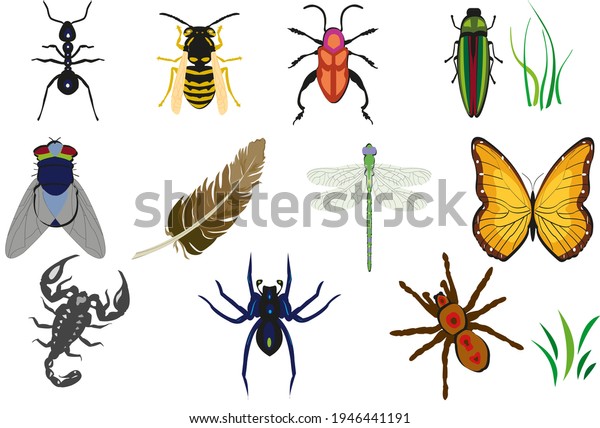 Spider Butterfly Cockroach Scorpion Feather Stock Vector (Royalty Free ...