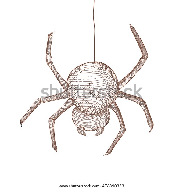 Spider Hand Drawn Sketch Vector Illustration Stock Vector (Royalty Free ...