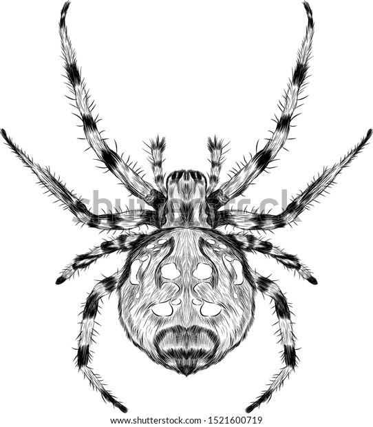 Spider Steed Crossbow Scary Vector Black Stock Vector (Royalty Free ...