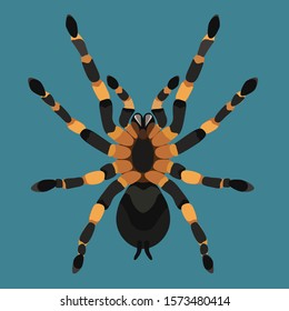 Spider Tarantula Bottom View Vector Color Stock Vector (Royalty Free ...