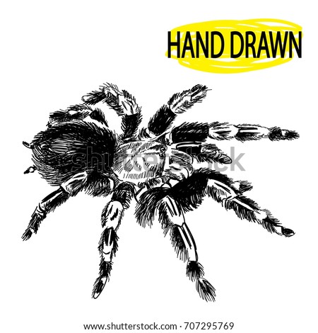 Spider Tarantula Drawing By Hand Vintage Stock Vector (Royalty Free ...