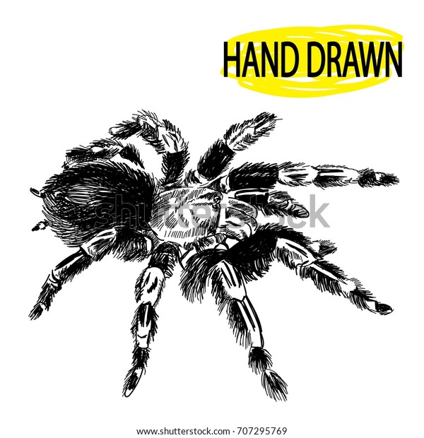 Spider Tarantula Drawing By Hand Vintage Stock Vector (Royalty Free ...